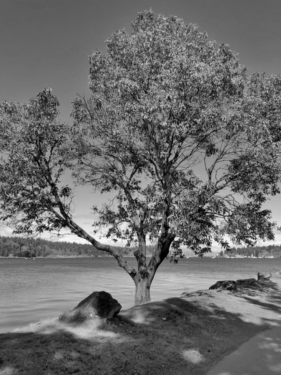 CB&WC: Trees – One Woman's Quest II