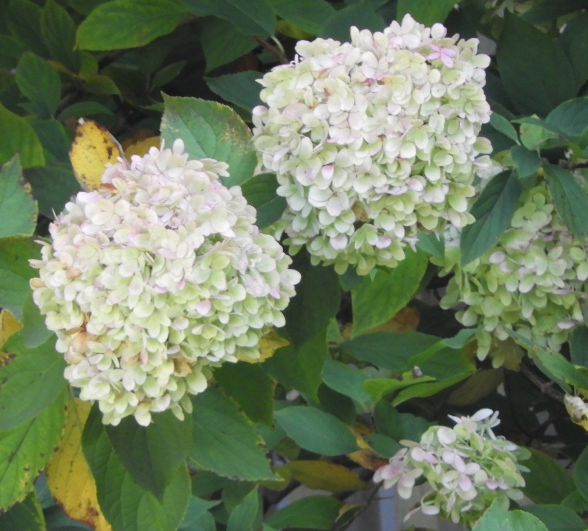 Annabelle? (Flower of the Day) – One Woman's Quest II