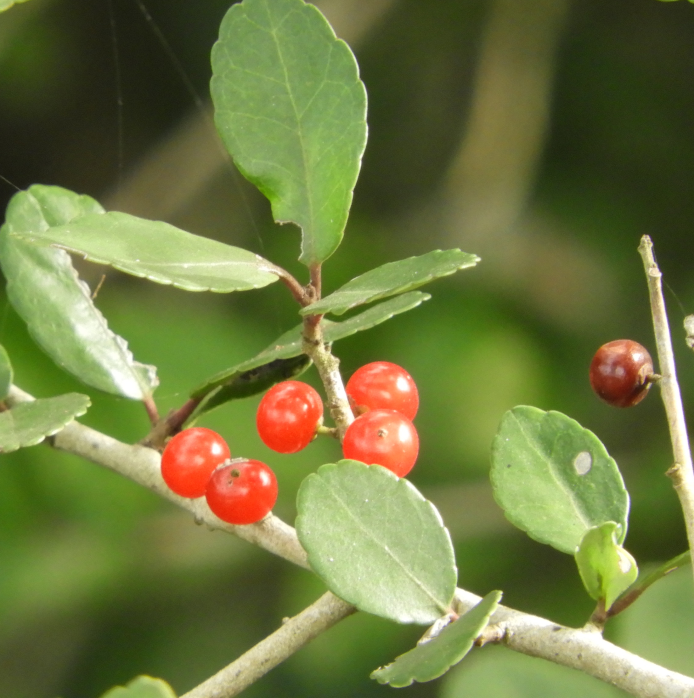 Wolf Berries – One Woman's Quest II