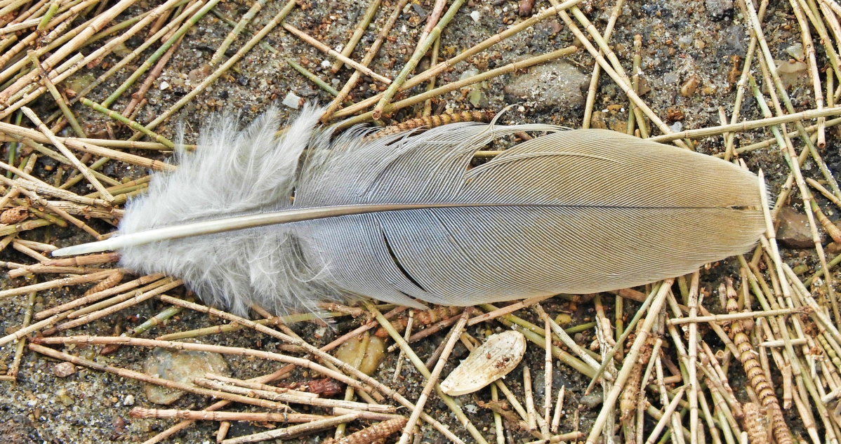 Feathers – One Woman's Quest II