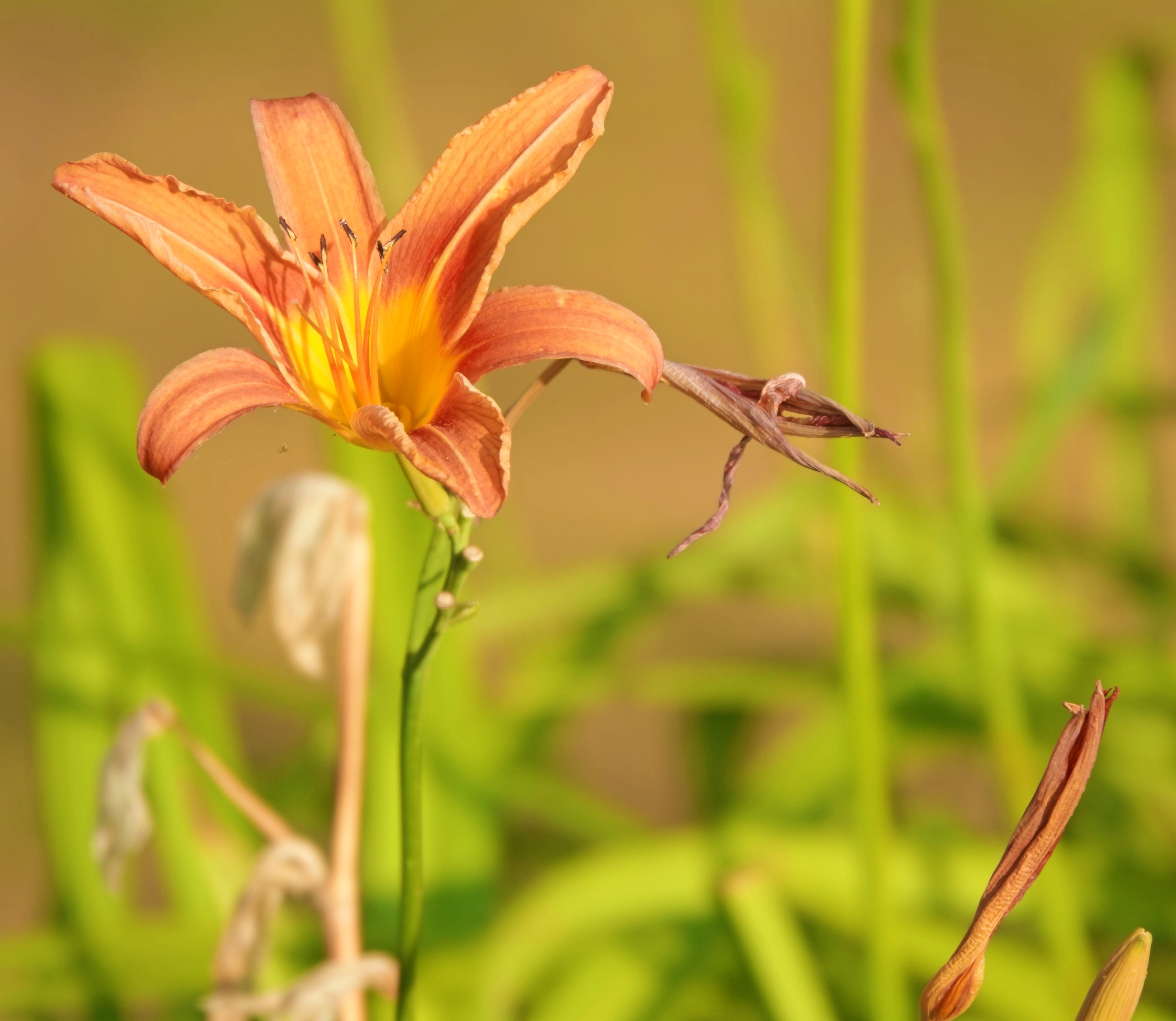 Wilting – One Woman's Quest II