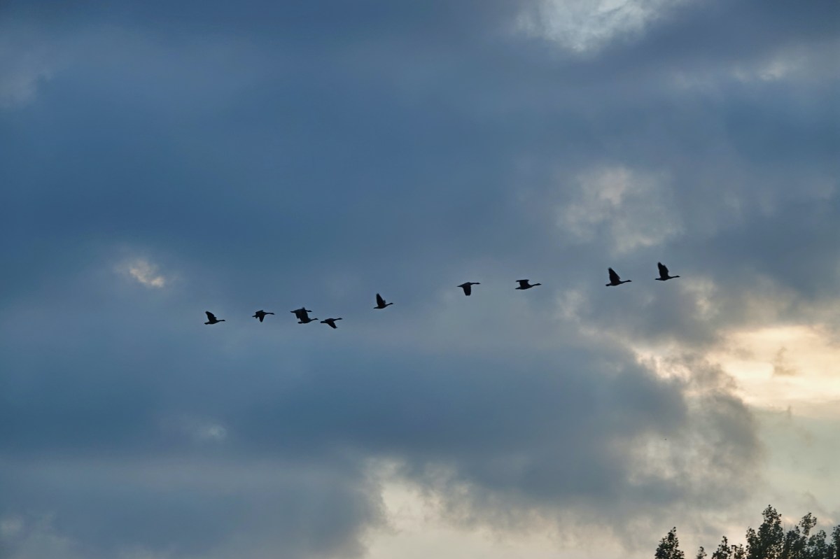 Goose Line – One Woman's Quest II