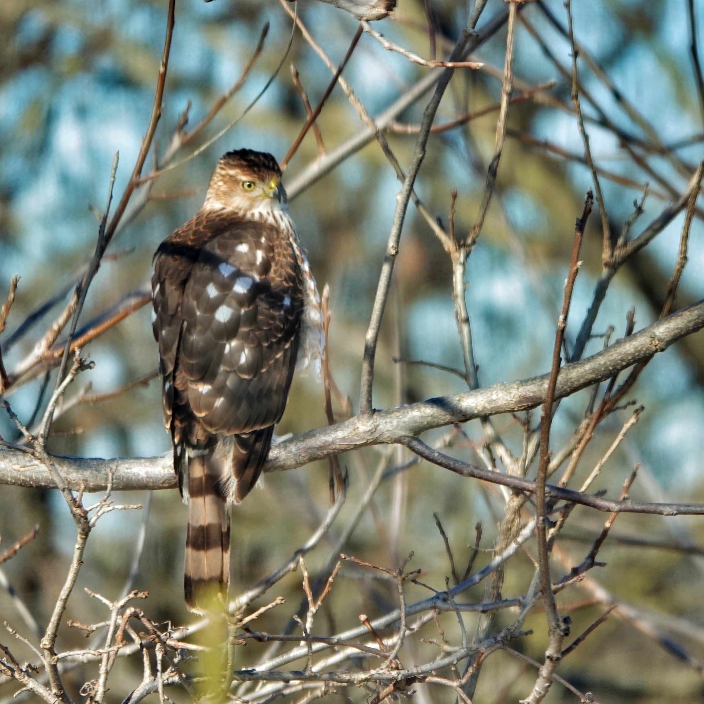 Hawks – One Woman's Quest II