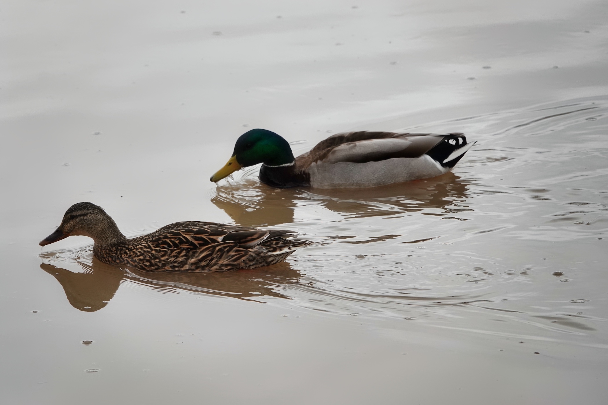 Mallards – One Woman's Quest II