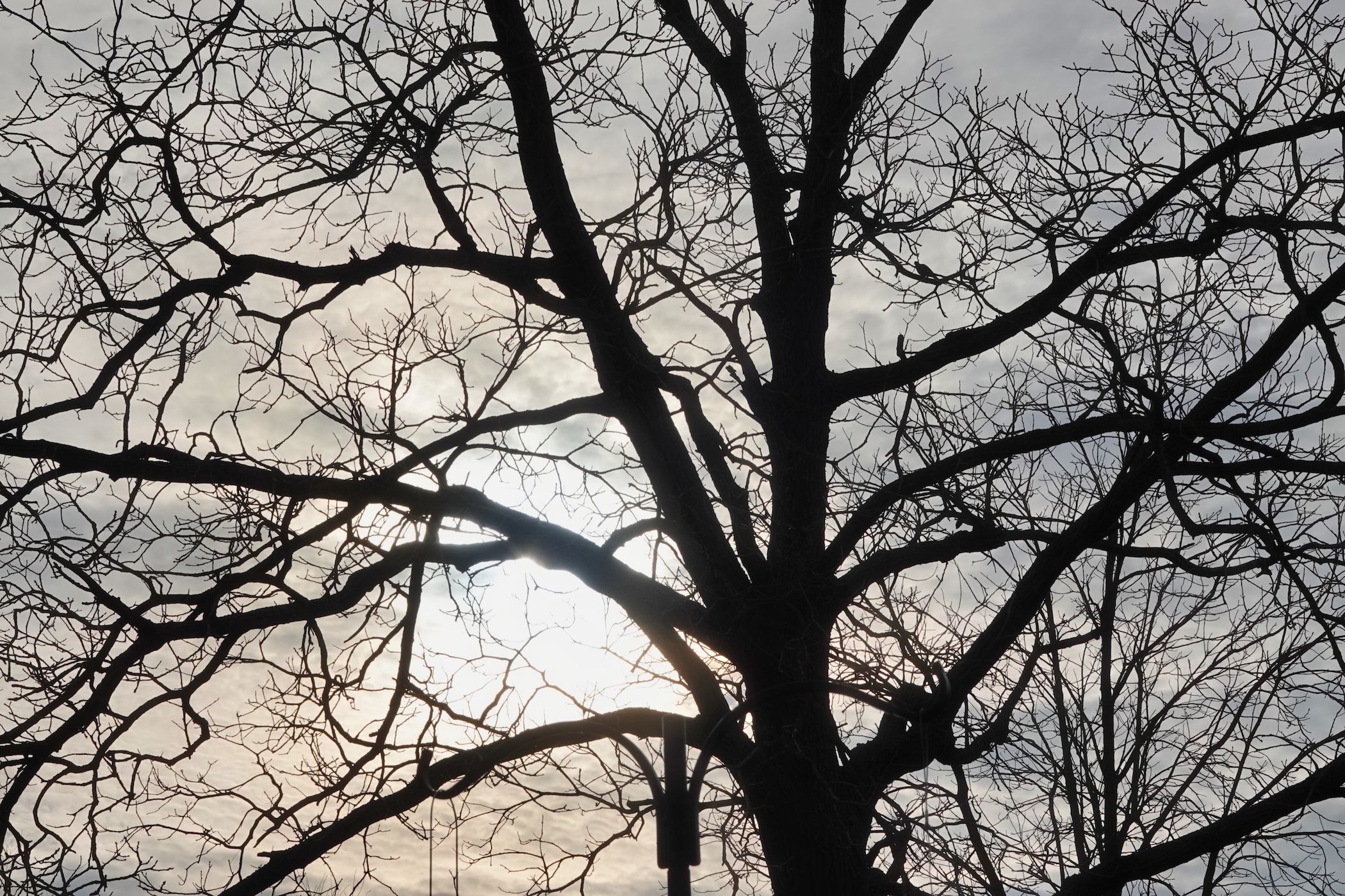 Backlit? – One Woman's Quest II