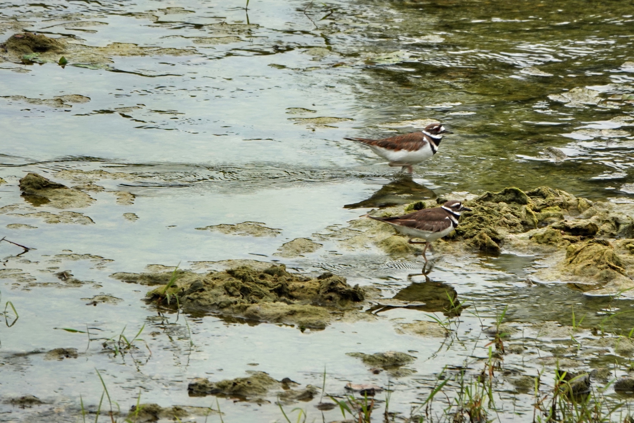 Killdeer Couple – One Woman's Quest II