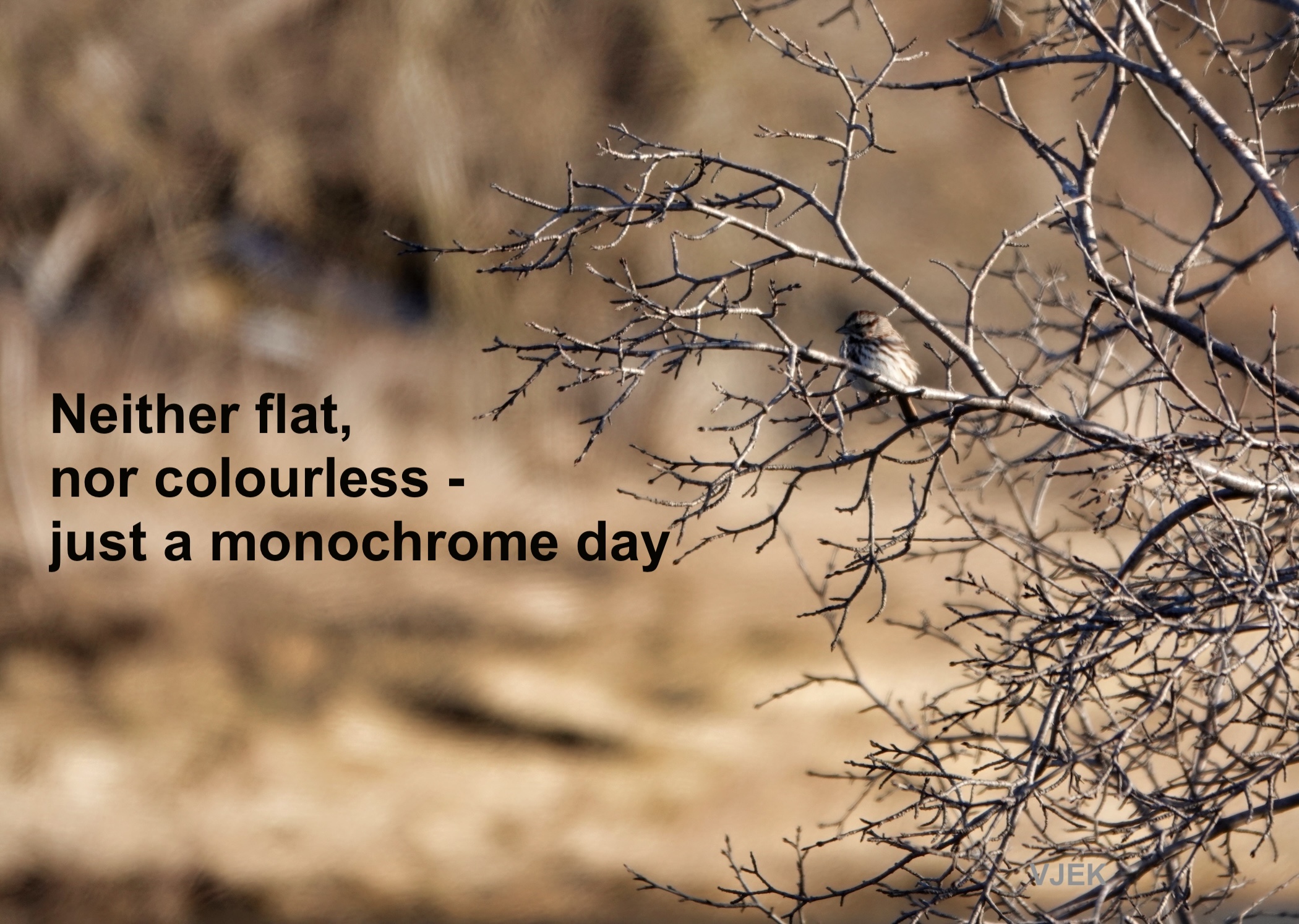 Monochrome Day – One Woman's Quest II
